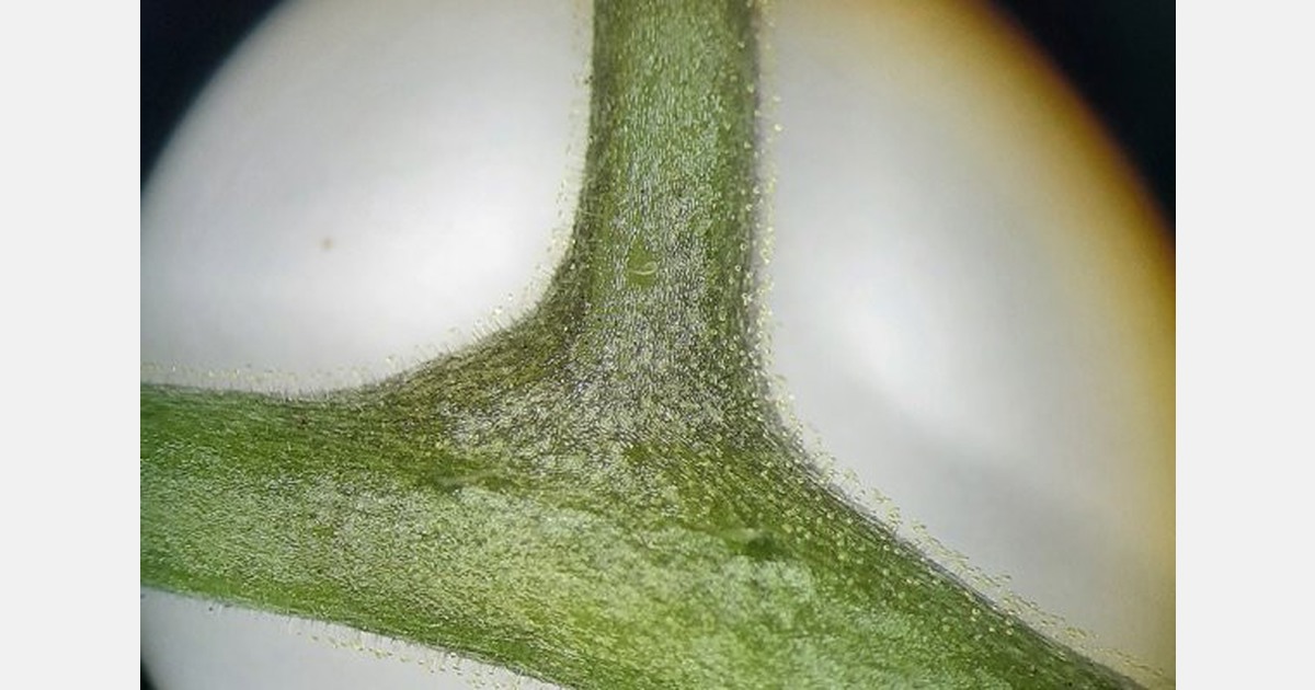Tomato russet mites hide under sticky trichomes