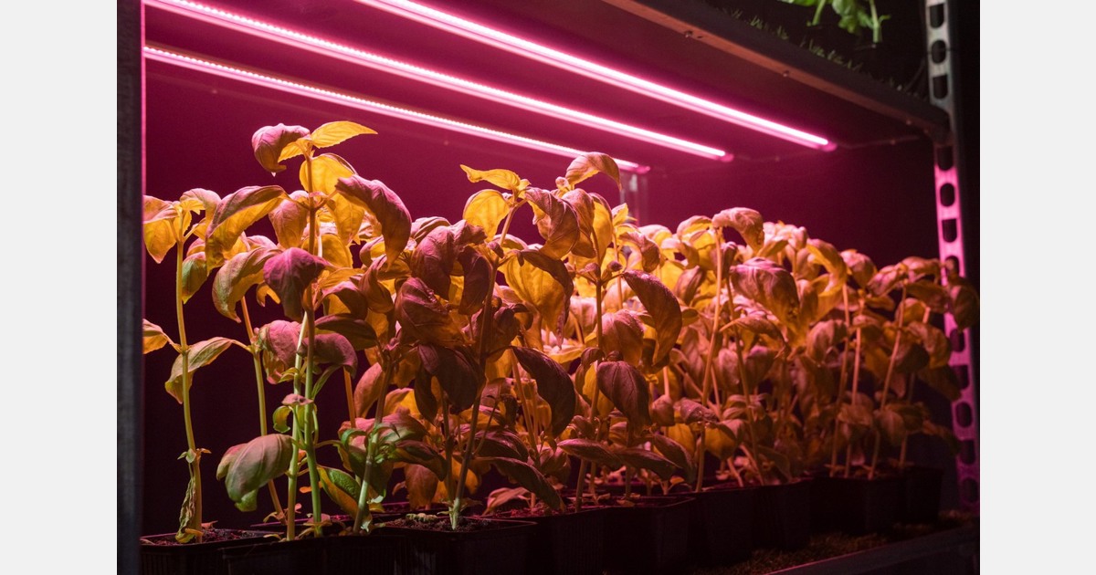 New LED series for vertical farming and crop science applications ...