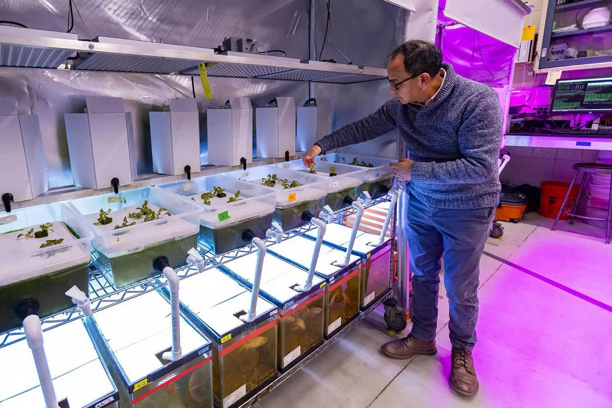 At UMD’s aquaponics lab, growers have fins