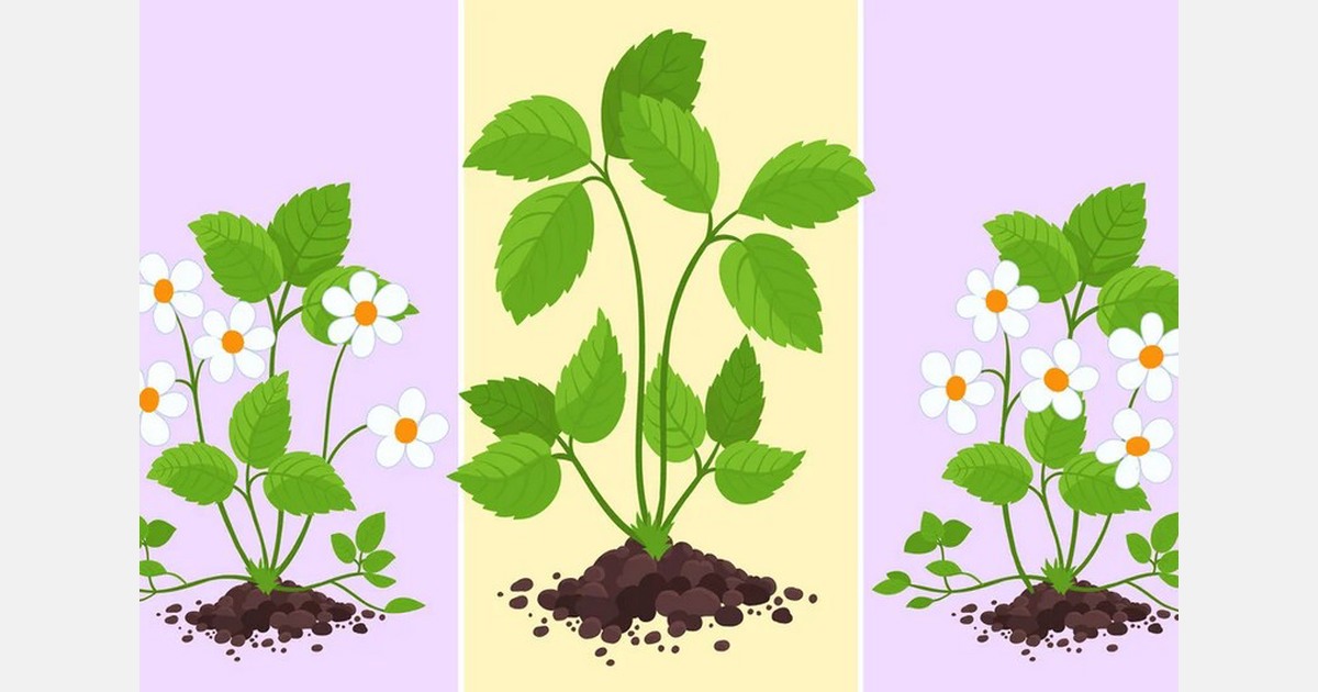 Distinct molecular pathways control growth, flowering in plants