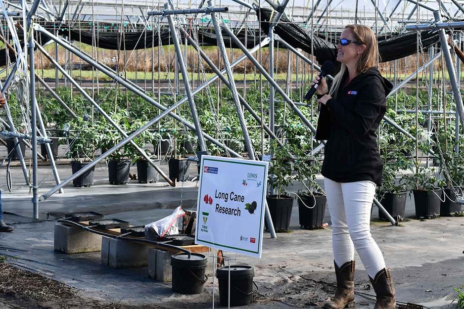 Long-cane raspberry production with pine bark alternative