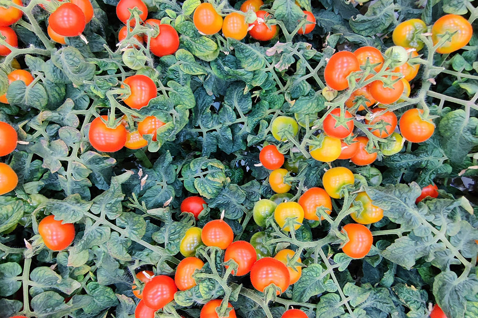 Prudac achieves GSPP certification