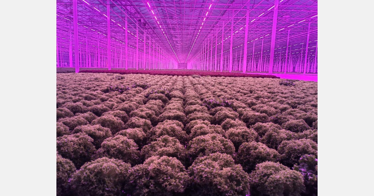 Chinese project combines vertical farming and greenhouse horticulture