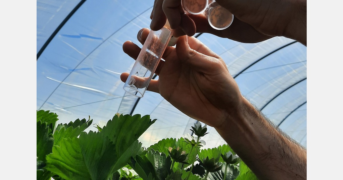 Recent advances in Spotted Wing Drosophila control in fruit crops