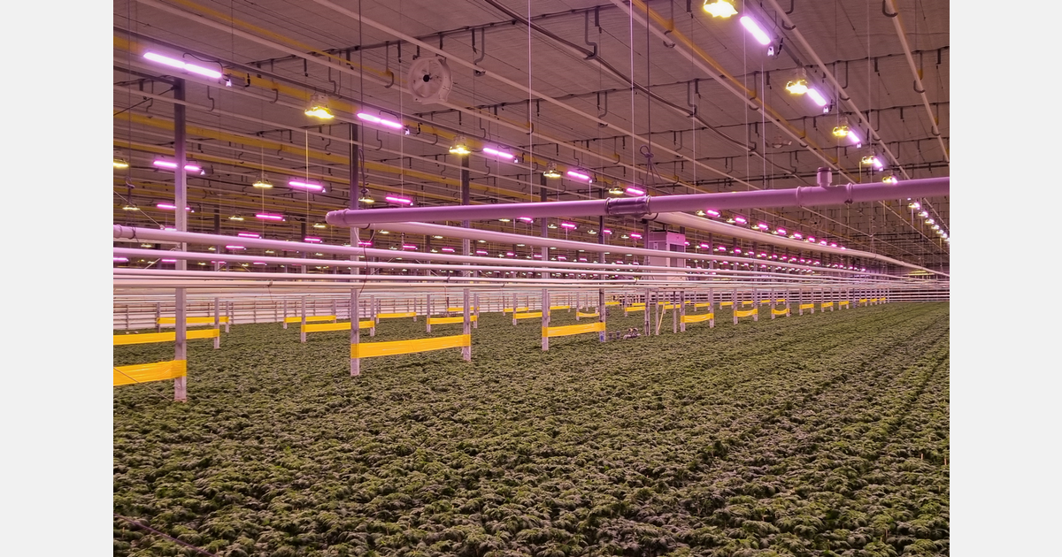 "We've gone from 200 million plants to over 450 million plants"