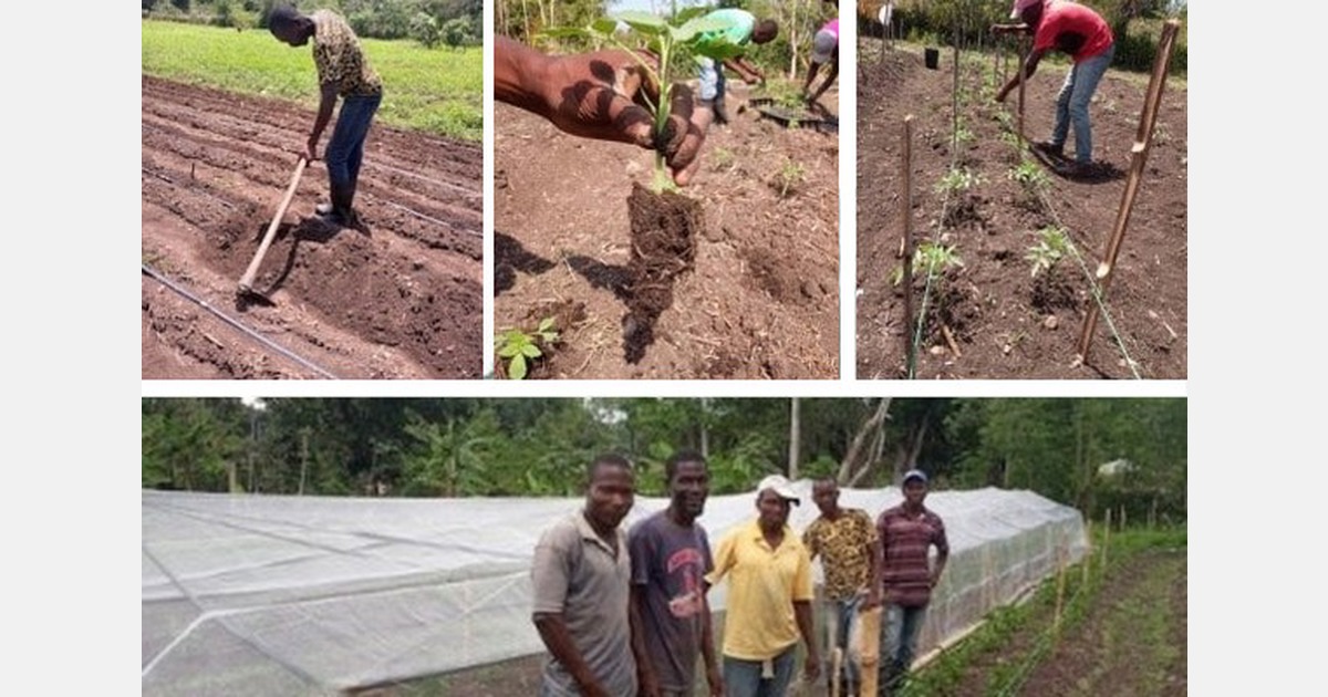 Evaluating vegetable varieties in the Caribbean