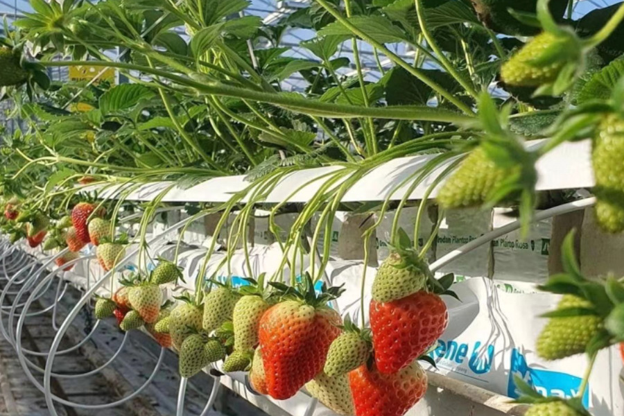 "Support and protect strawberries the right way with truss tape"