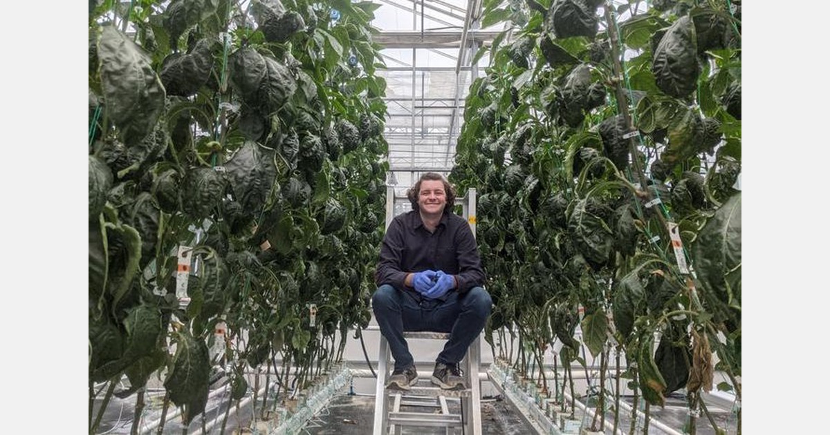 Fighting the pepper weevil with sterile insect techniques