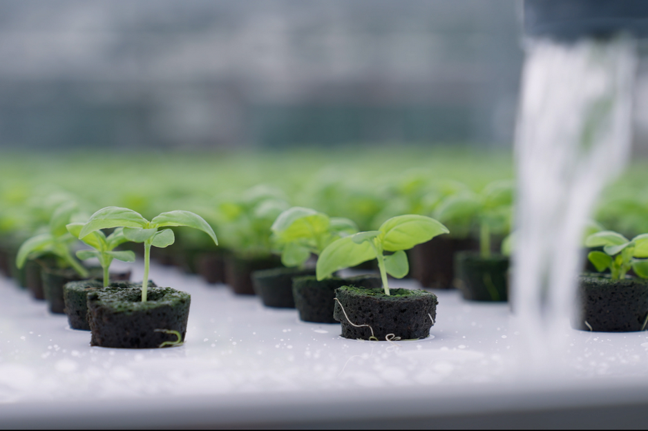 LettUs Grow unveils global partnership program