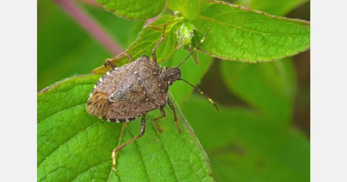 USA: Continuing battle against invasive species
