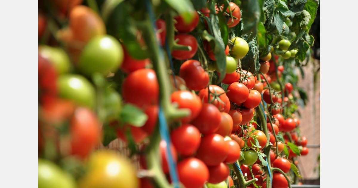 Optimizing irrigation schedules of greenhouse tomato based on comprehensive evaluation model