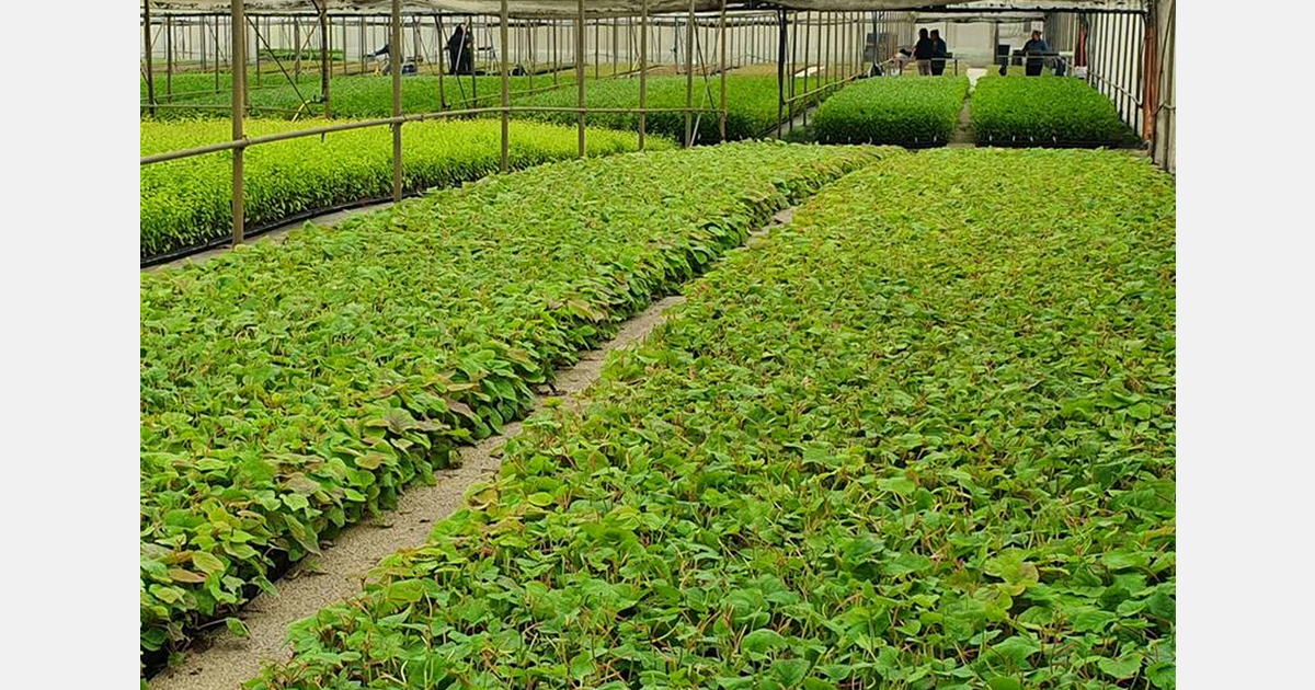 International Rootstocks Symposium to be held at Macfrut 2024