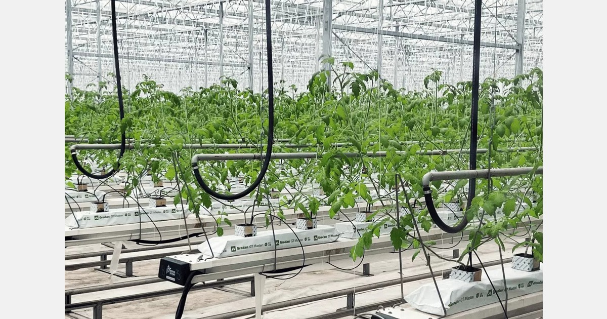 Second CHP powers new greenhouses at Frank Rudd & Sons