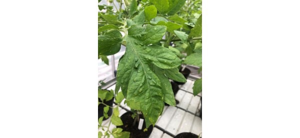 Limiting the spread of ToBRFV in tomato cultivation