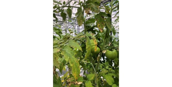 Limiting the spread of ToBRFV in tomato cultivation