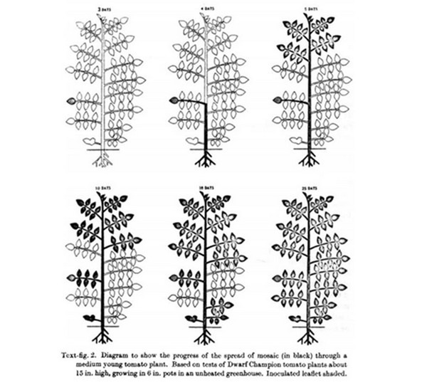 Early ToBRFV detection and tracing virus point of entry