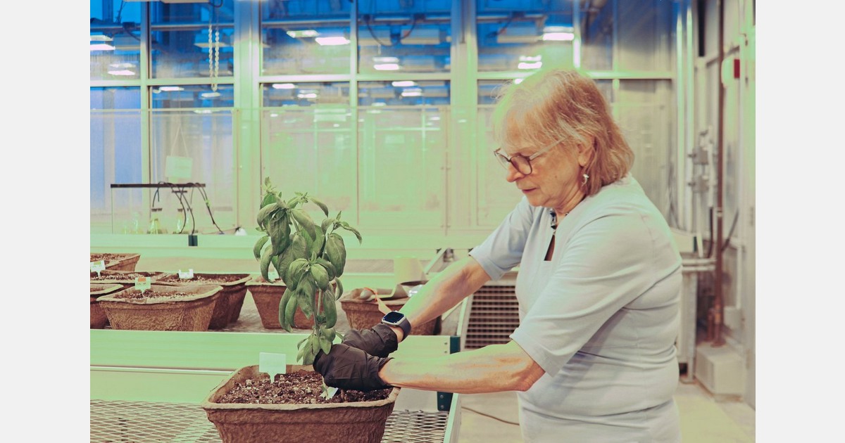 Brock-farm partnership tests wool as sustainable soil enhancer