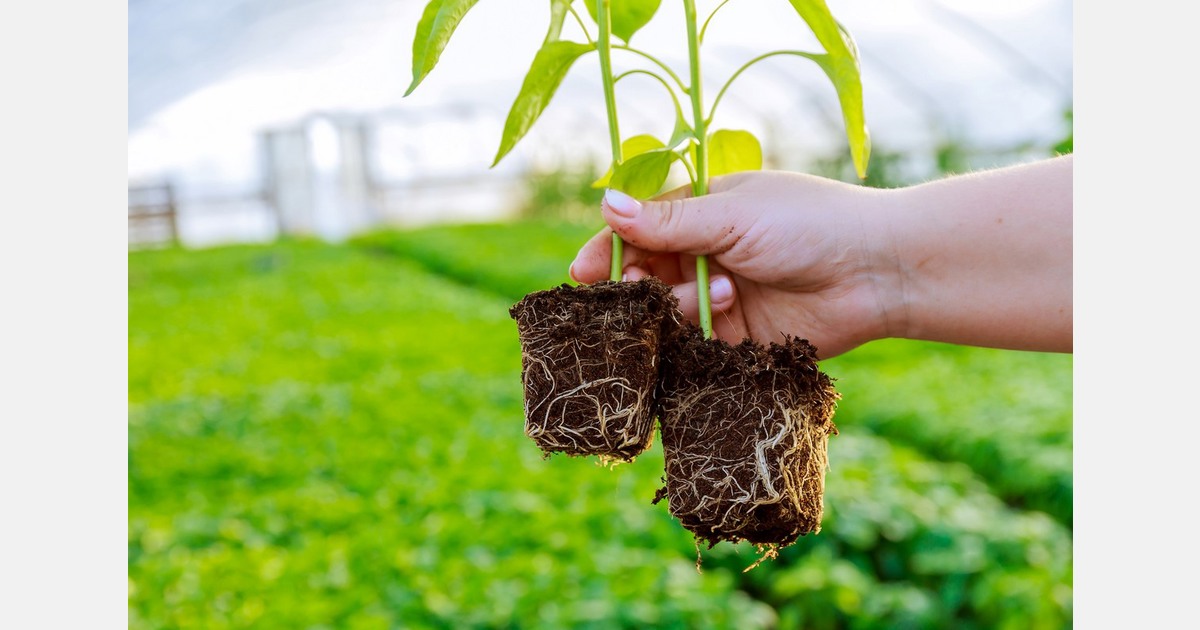 UK: Light Science Technologies win grant to develop sensors to improve ...