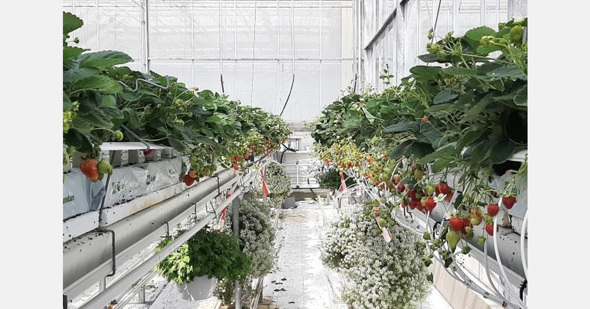 A redesign for nursery and production of strawberries