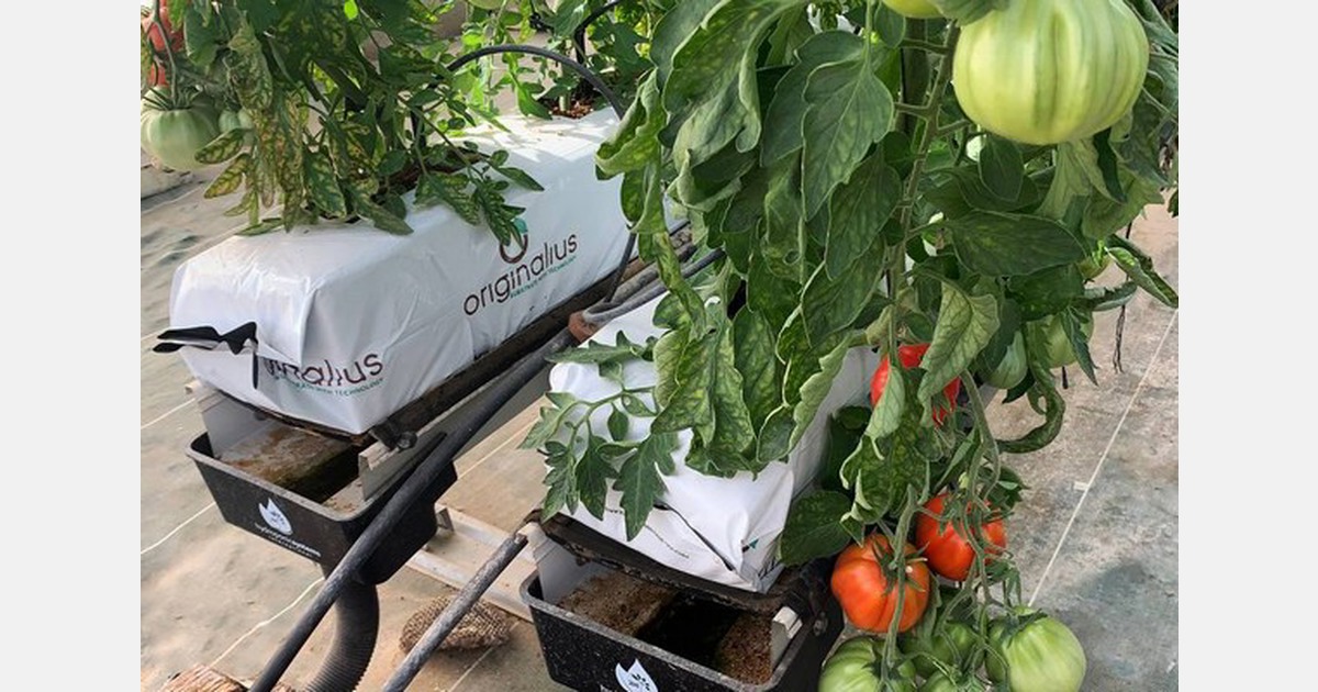 Spain: Researchers study soilless development of tomato varieties