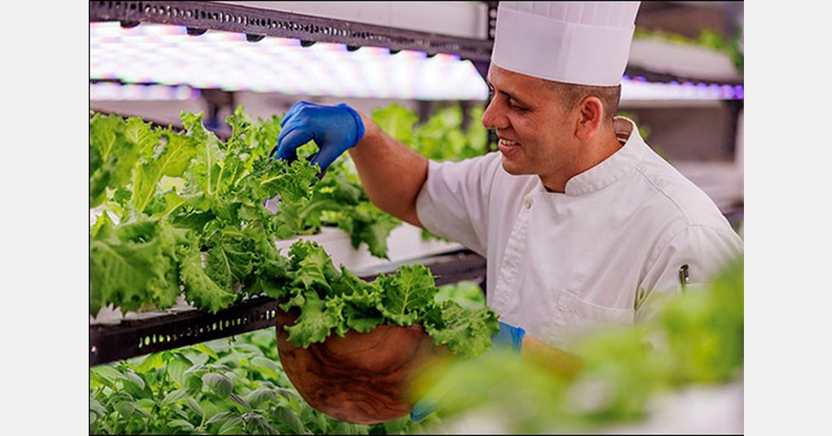 A sneak peek into Maldives' indoor farm