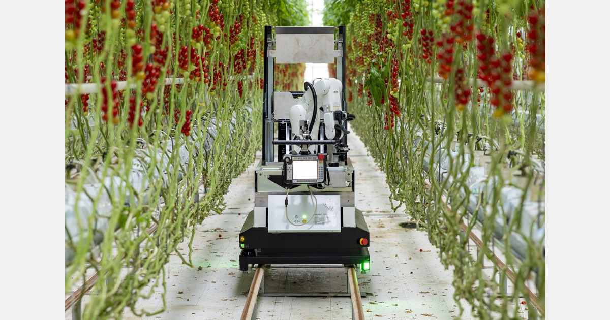 A fully automated cherry truss tomato harvesting robot to hit the market