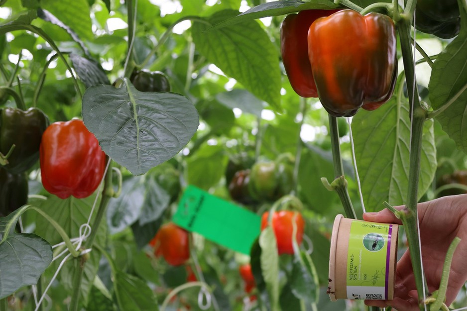 New weapon in leaf-dwelling thrips control