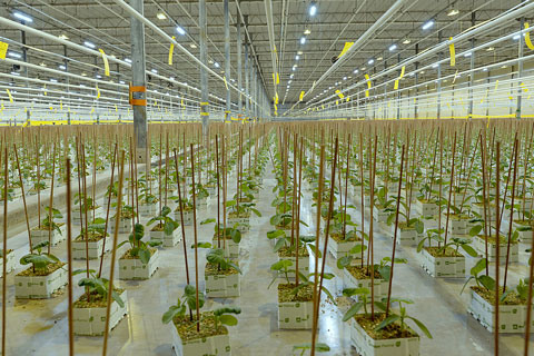 Producing 60 million ready-to-grow young plants in 45-acre greenhouses