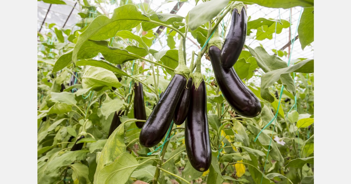 Pakistan: Vegetable prices soar as Ramadan begins