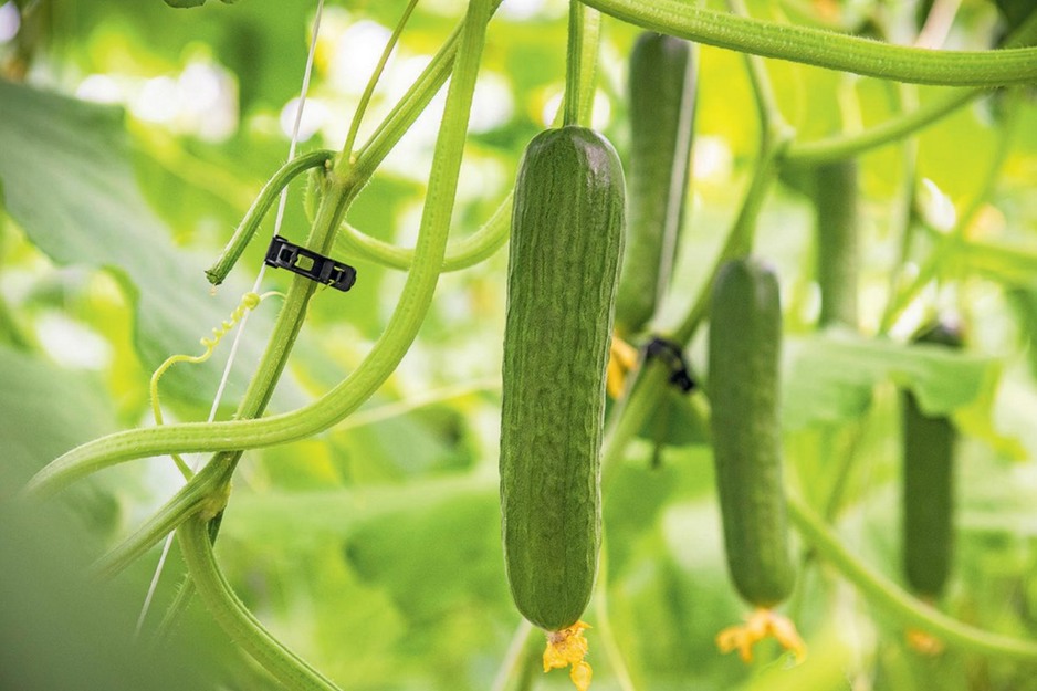 Midi cucumbers: from novelty to fully-fledged product
