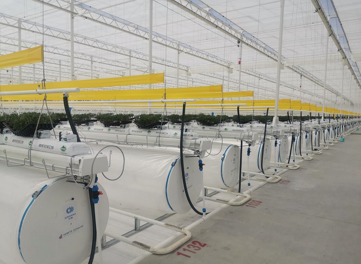 Plants in second phase of semi-closed greenhouse Cuihu Project