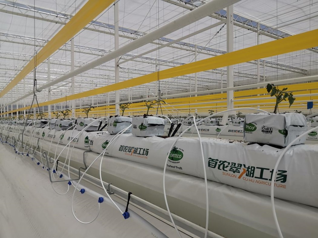 Plants in second phase of semi-closed greenhouse Cuihu Project