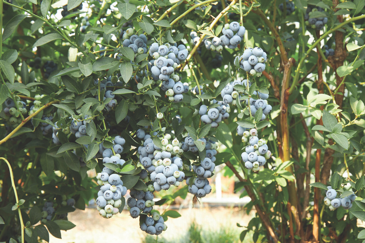US blueberry genetics company expands in Romania