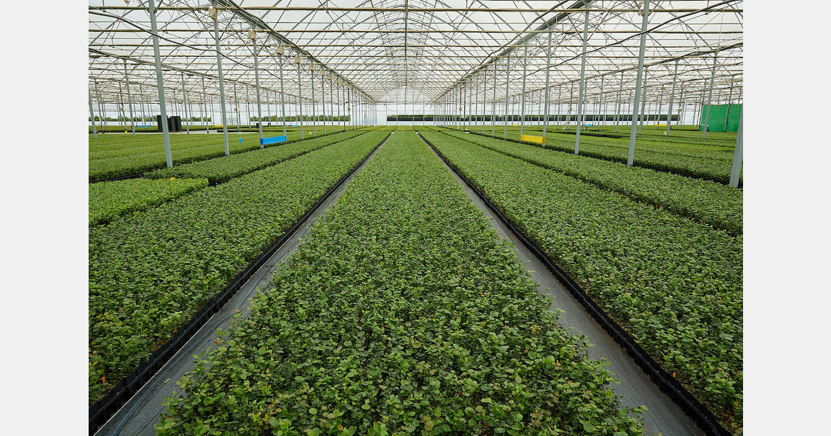 US blueberry genetics company expands in Romania