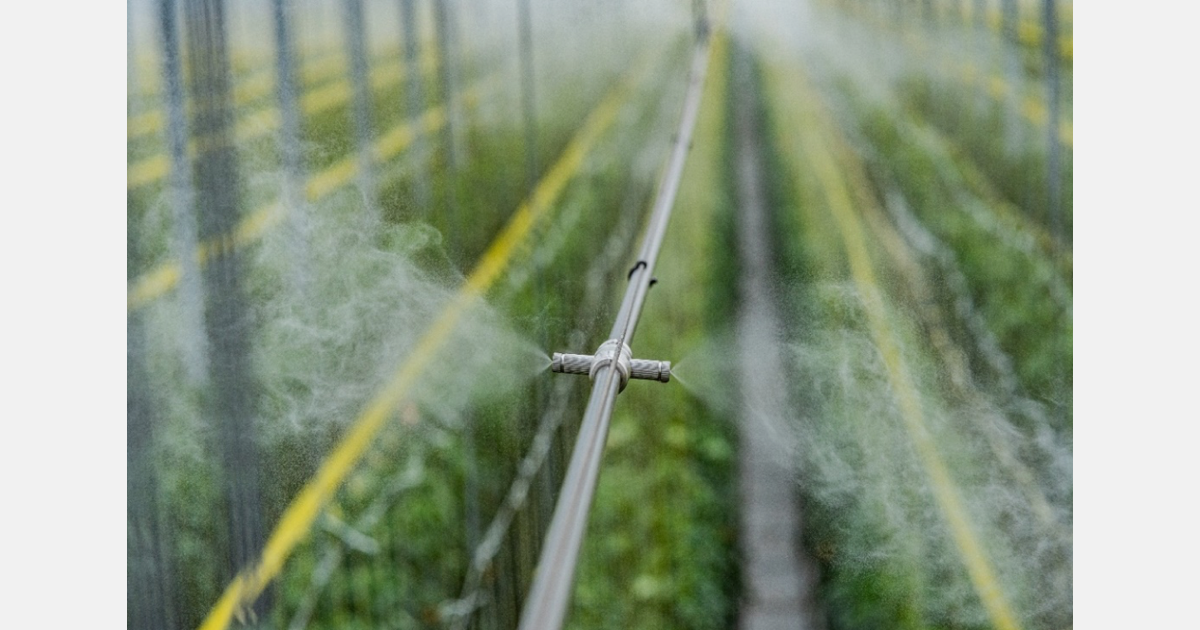 Optimizing photosynthesis via high-pressure fogging and data-driven ...