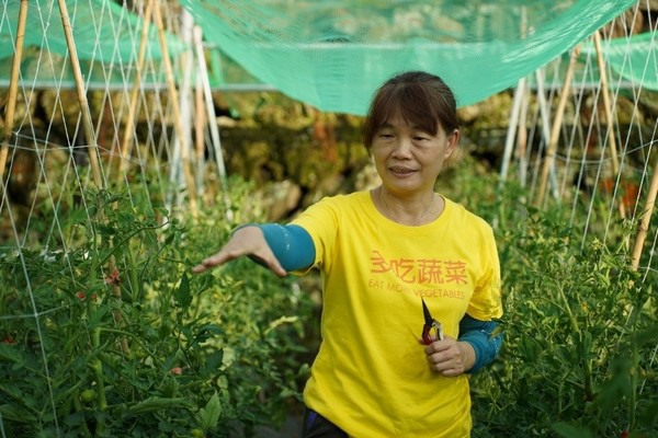 Taiwan: Controlling bacterial wilt in tomato with hybrid eggplant ...