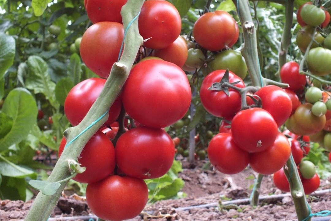Breeding and producing hybrid vegetable seeds in Azerbaijan