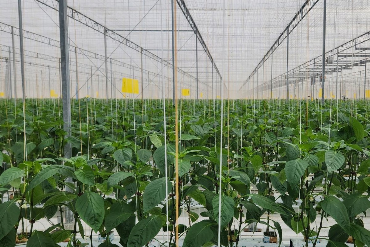 The lifecycle of powdery mildew and ways to stop it