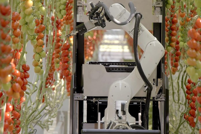 Experimental ToBRFV resistant tomatoes, and a robot