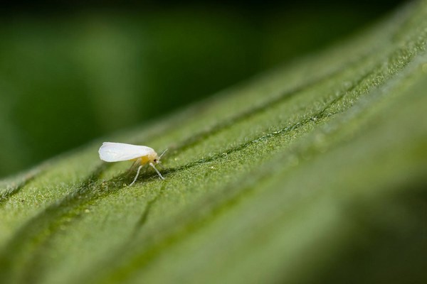 A closer look at Whiteflies