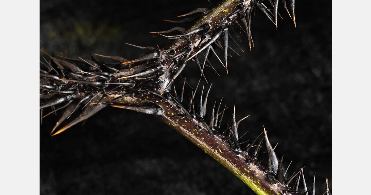 US (NY): Tomatoes' mean, prickly, purple cousin