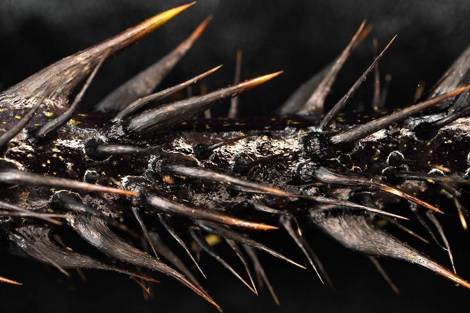 US (NY): Tomatoes' mean, prickly, purple cousin