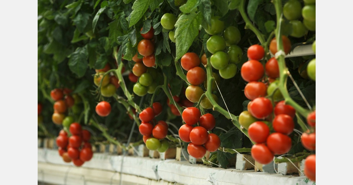 A lightning in a bottle to boost horti crops