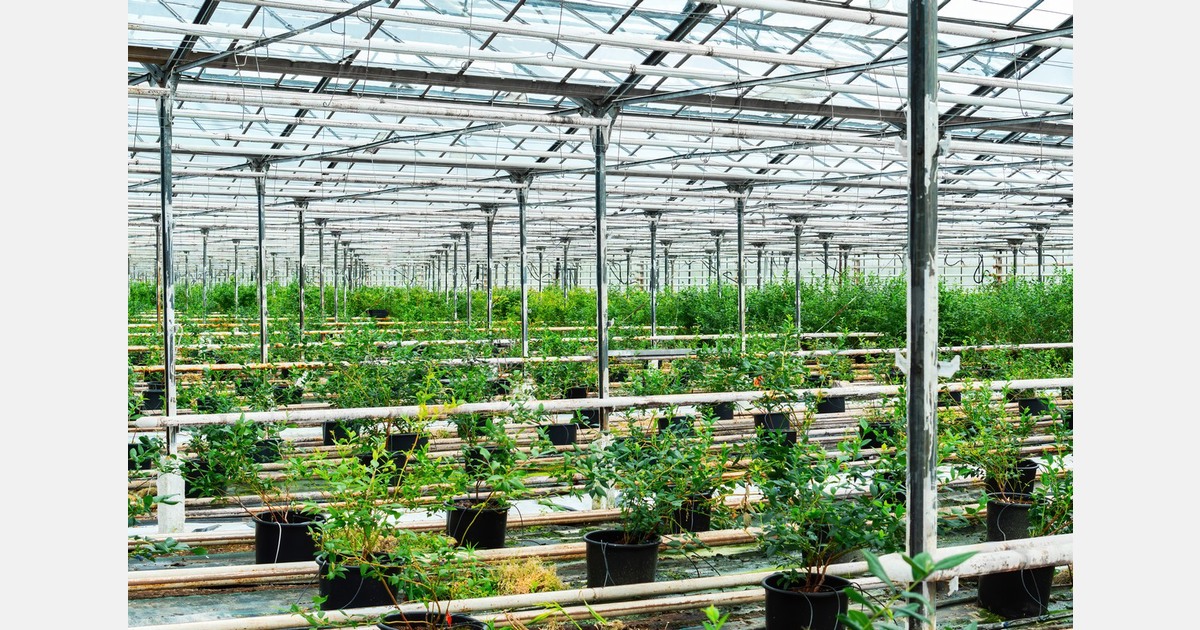 Hydroponic blueberry trial shows excess nitrogen adjustment in substrate