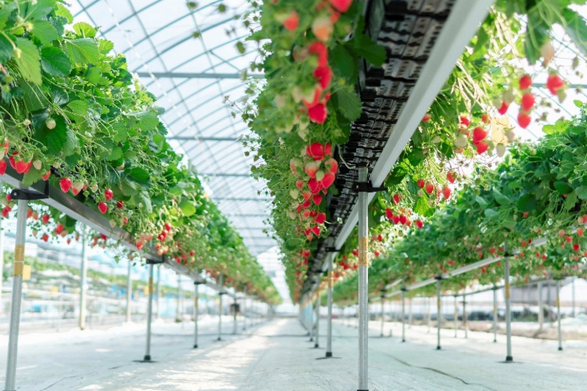 "I've seen the improvements with the Hi-Grow system"