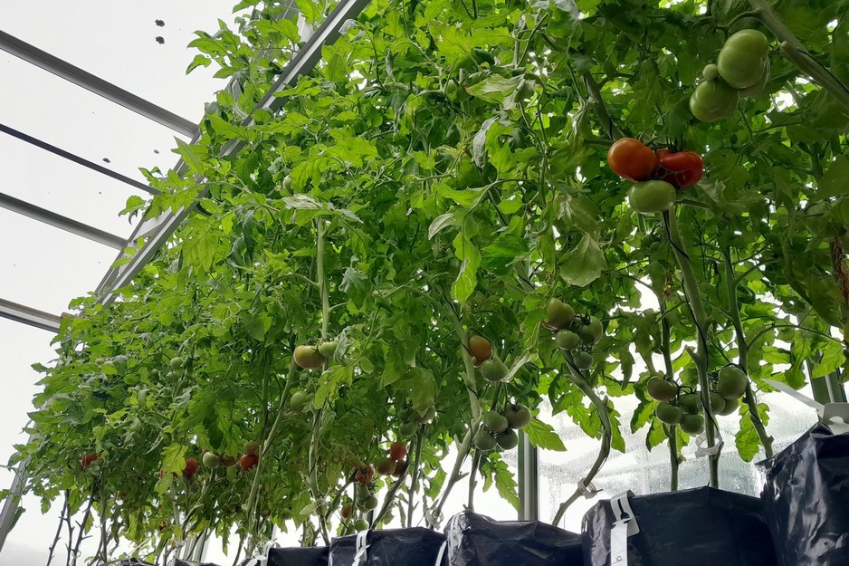 Mitigating heat stress in tomatoes with C4L biostimulants: A ...