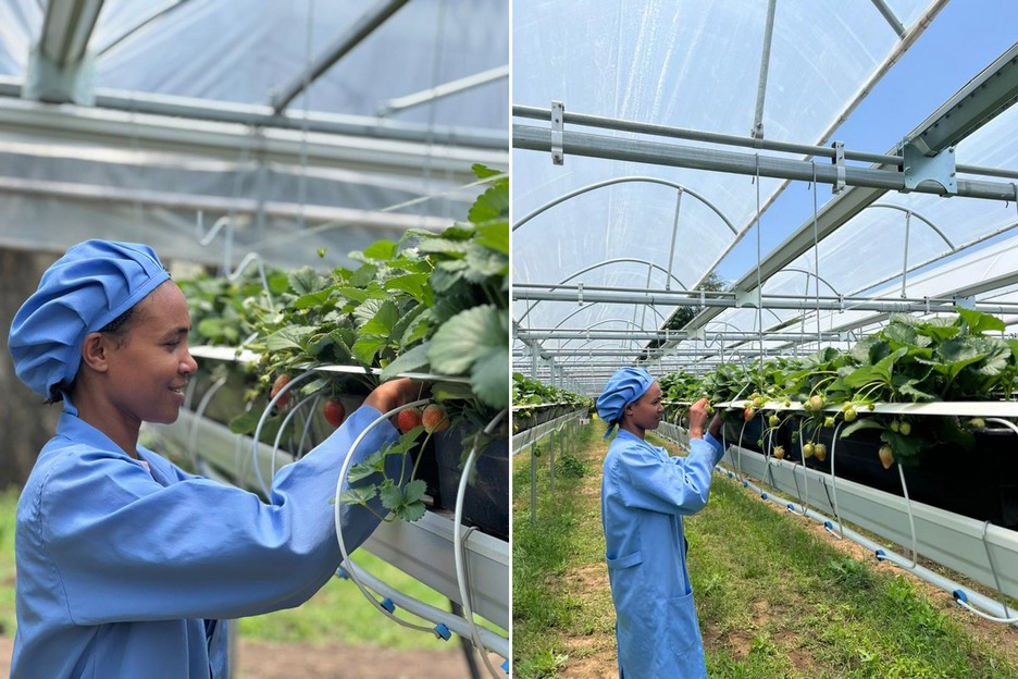 Greenhouse expansion projects