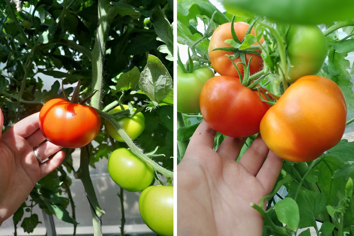 Mitigating heat stress in tomatoes with C4L biostimulants: A ...