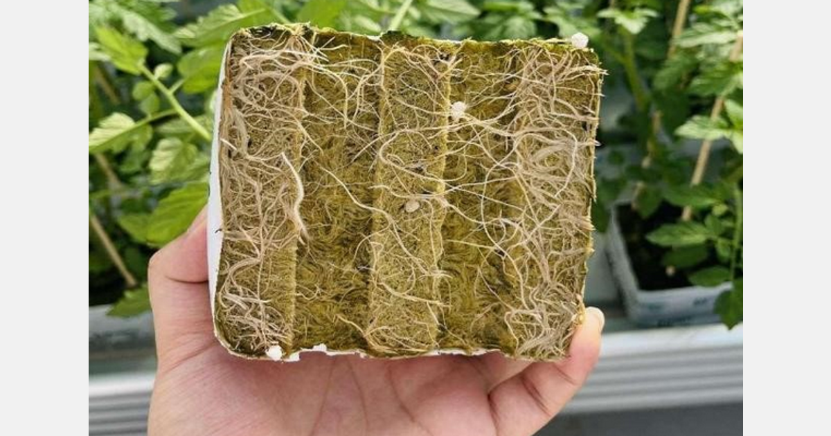 Rock wool substrates kickstarts planting season in northern China