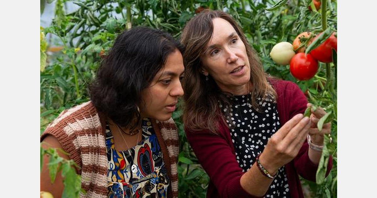 US: Purdue led tomato project receives $3.5M grant
